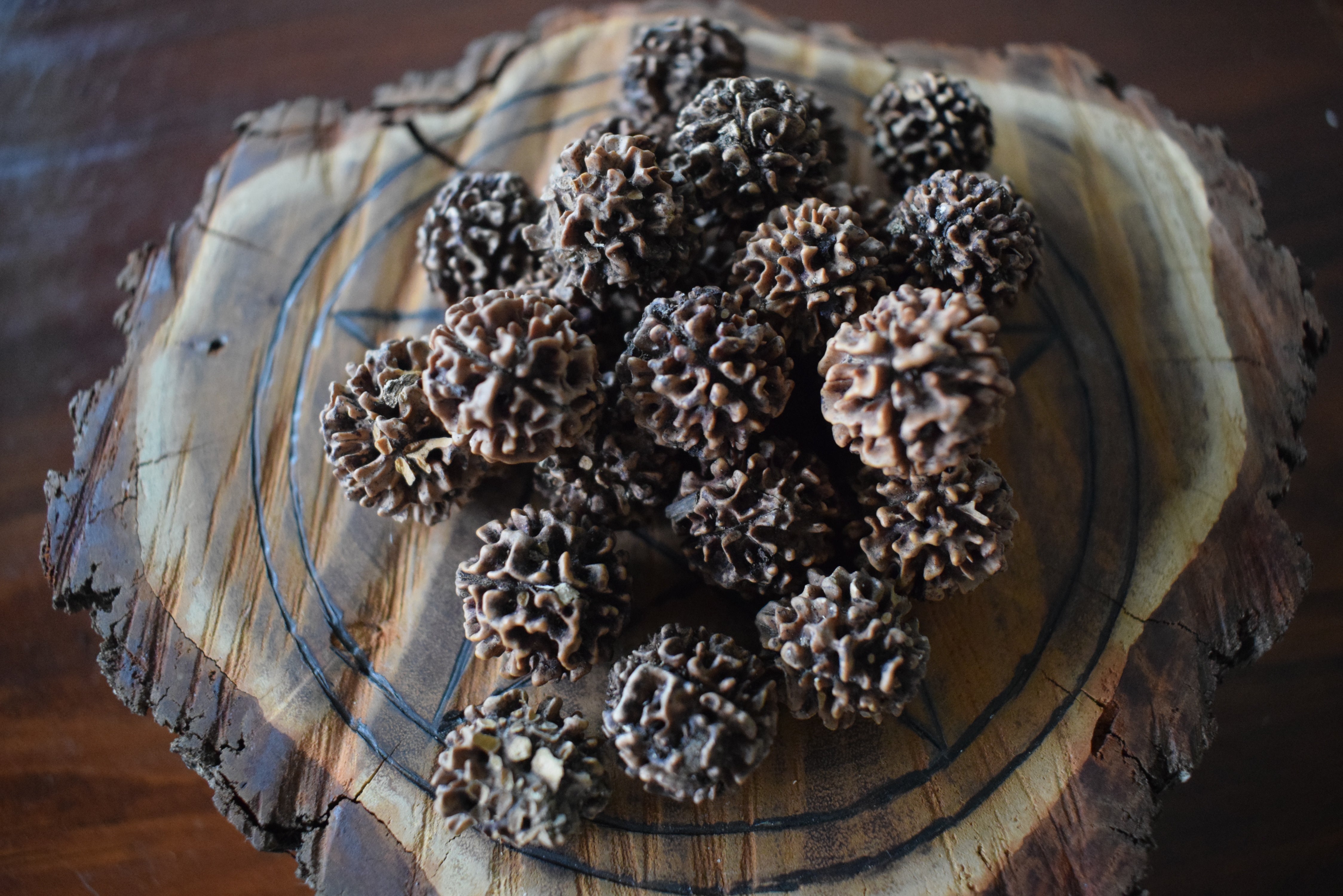 Australian Tears of Shiva Seeds: Their Spiritual Significance in Austr ...